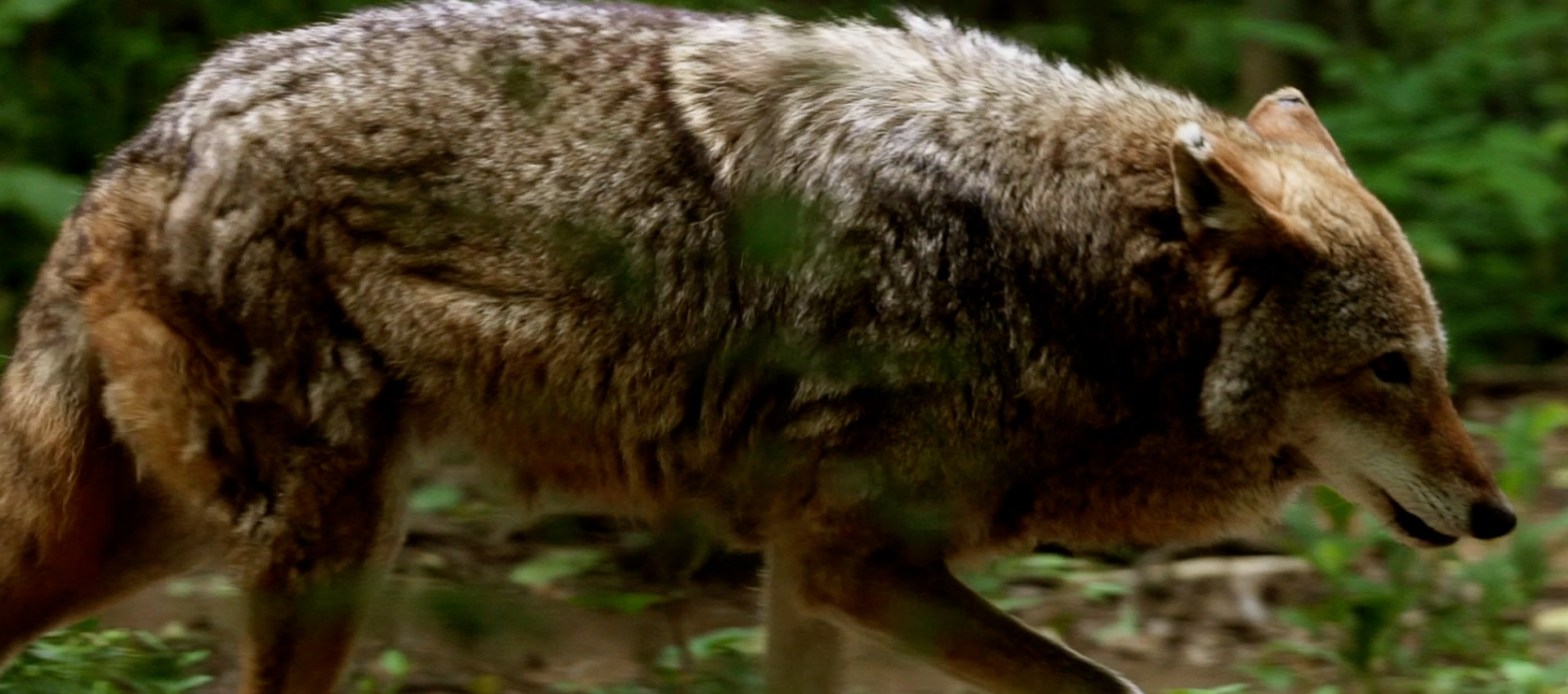 Reflection Riding Red Wolf Documentary • Wizardly Studio